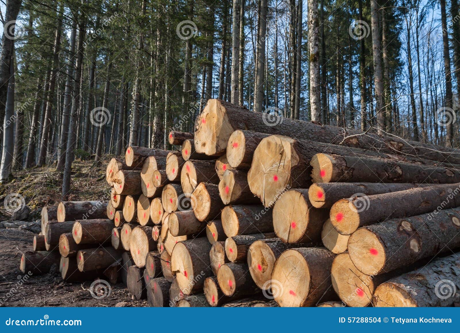 Timber logging stock photo. Image of trees, pollution - 57288504
