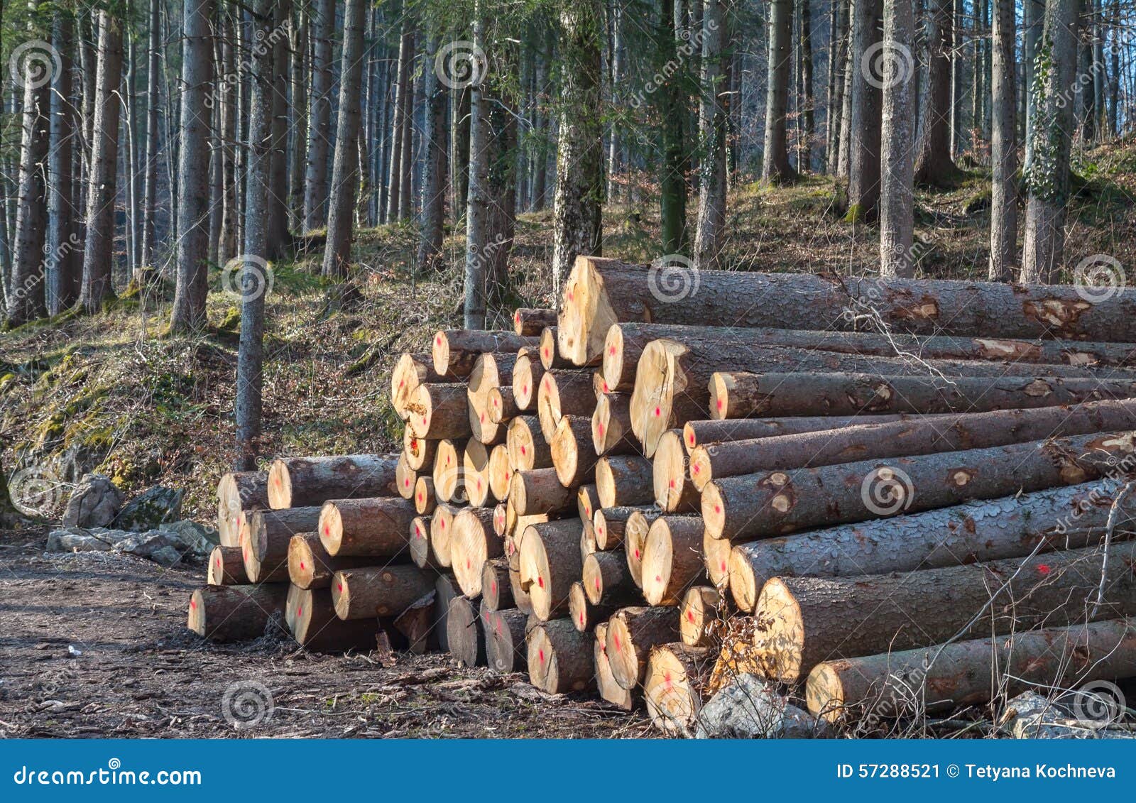 Timber logging stock image. Image of conservation, preservation - 57288521