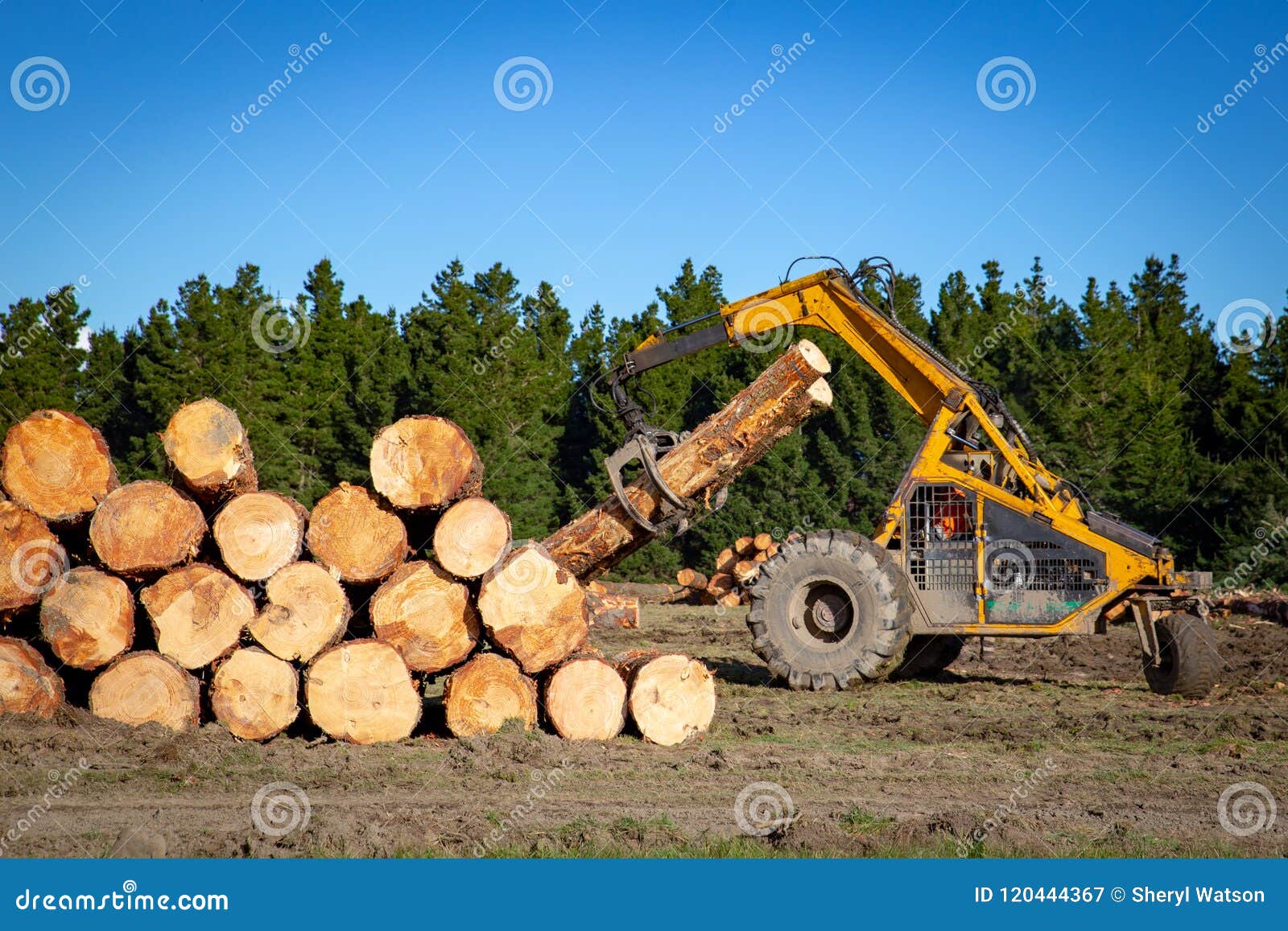 Heavy Yellow Machinery is Used To Stack Logs at a Logging Site Stock ...