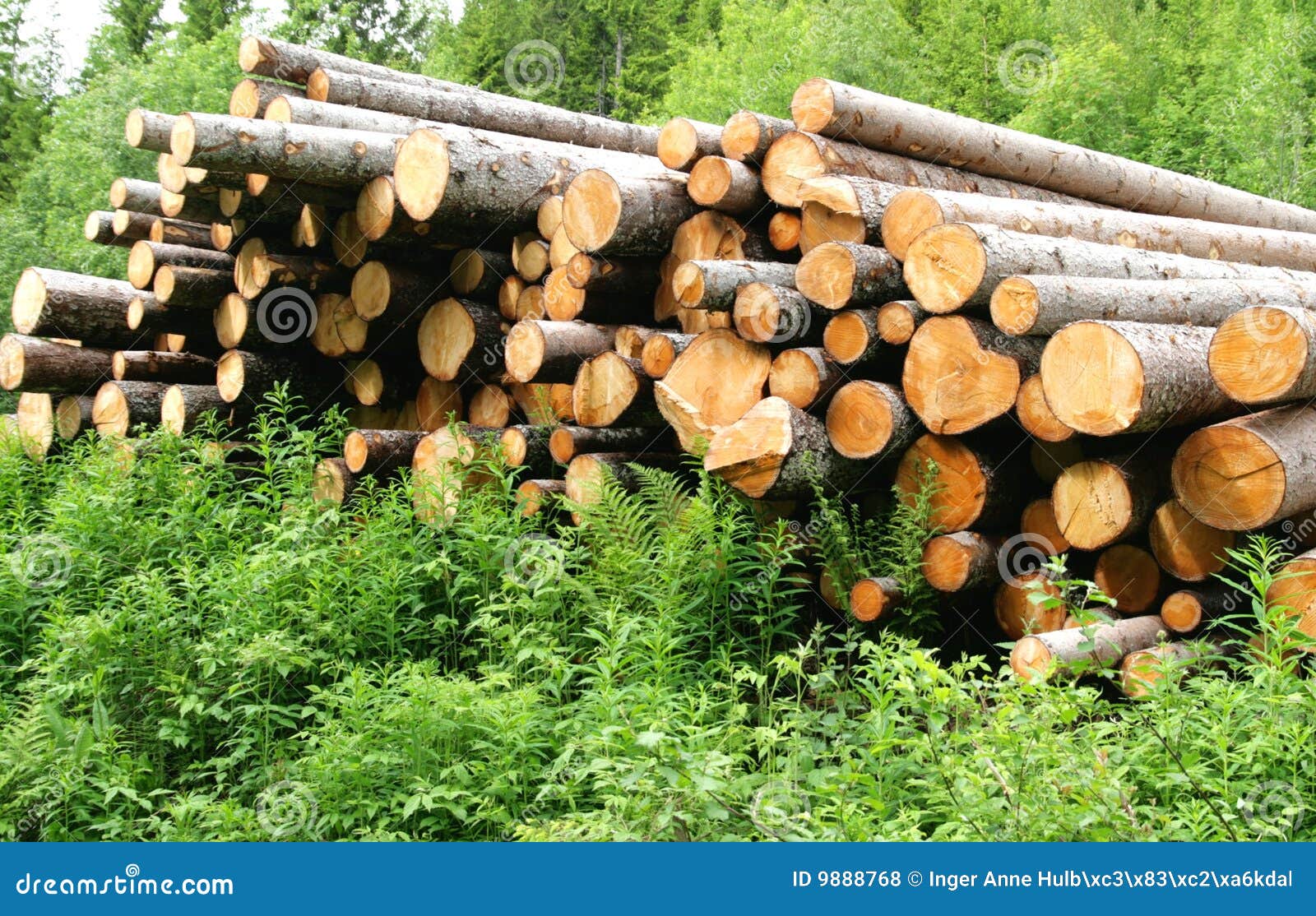 Timber logs stock photo. Image of fresh, felling, wooden - 9888768