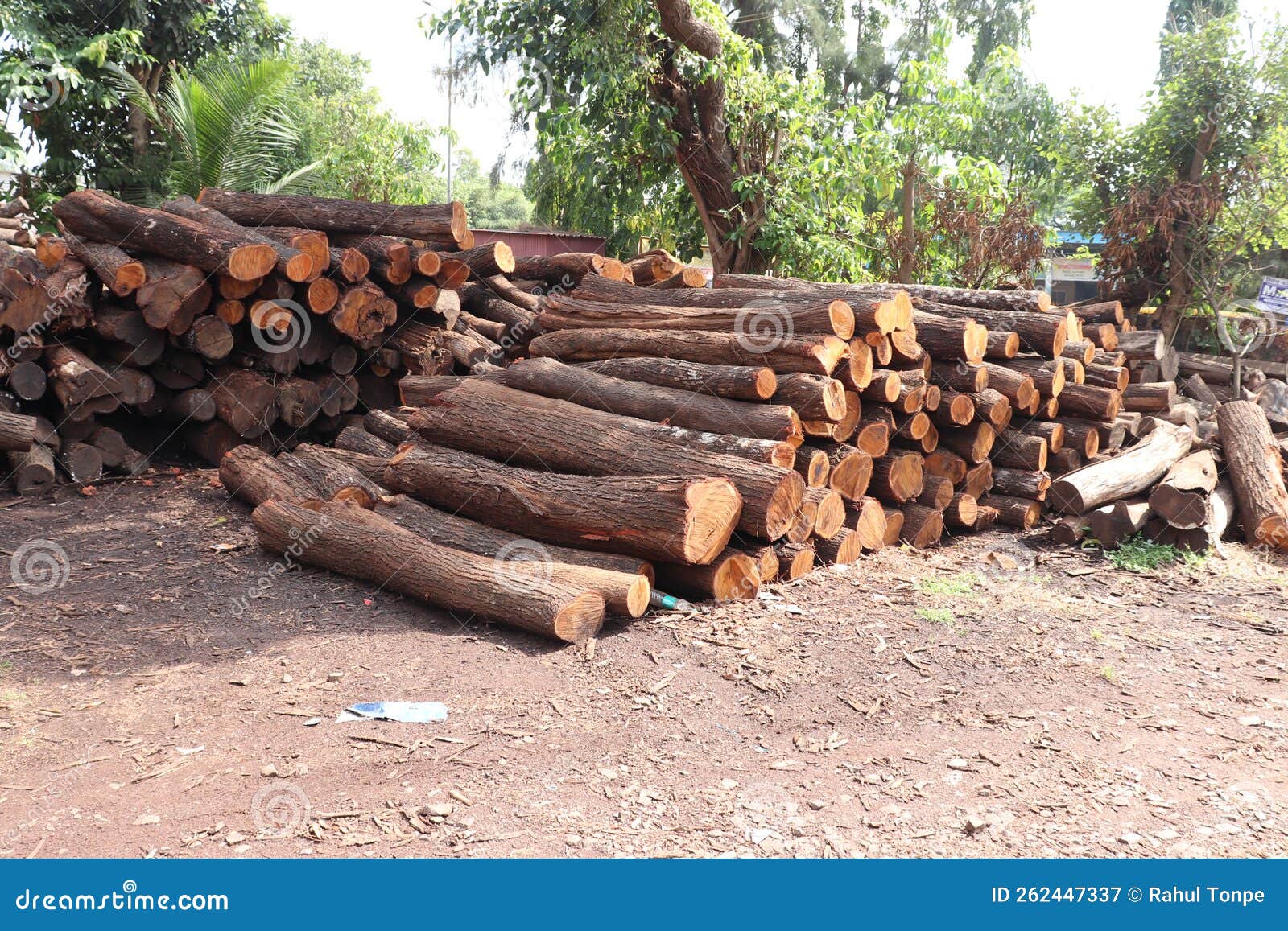 Timber Logs at Dawn in the Mist Stock Image - Image of bark, forestry ...