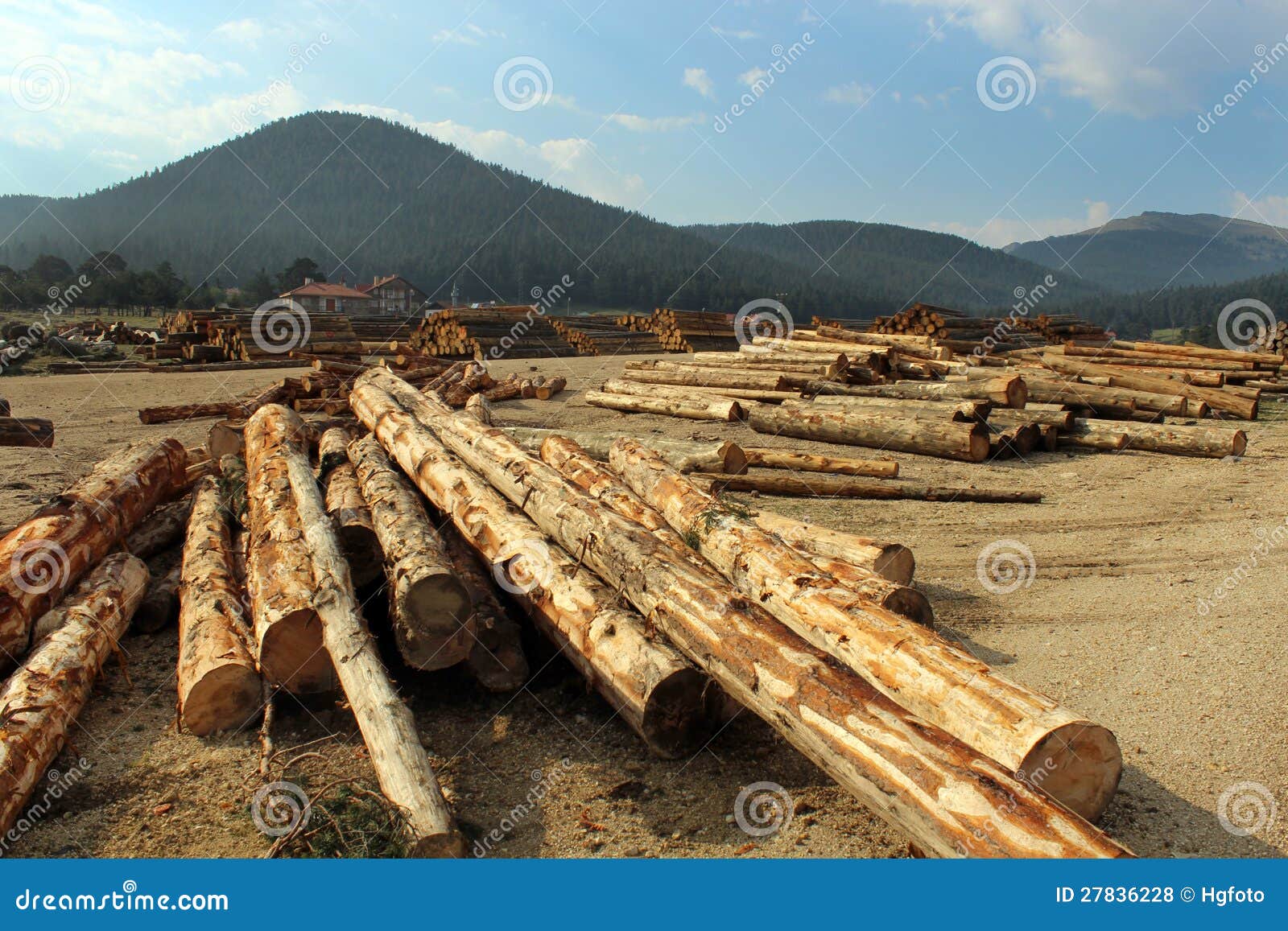 Timber logs in the forest stock photo. Image of outdoors - 27836228