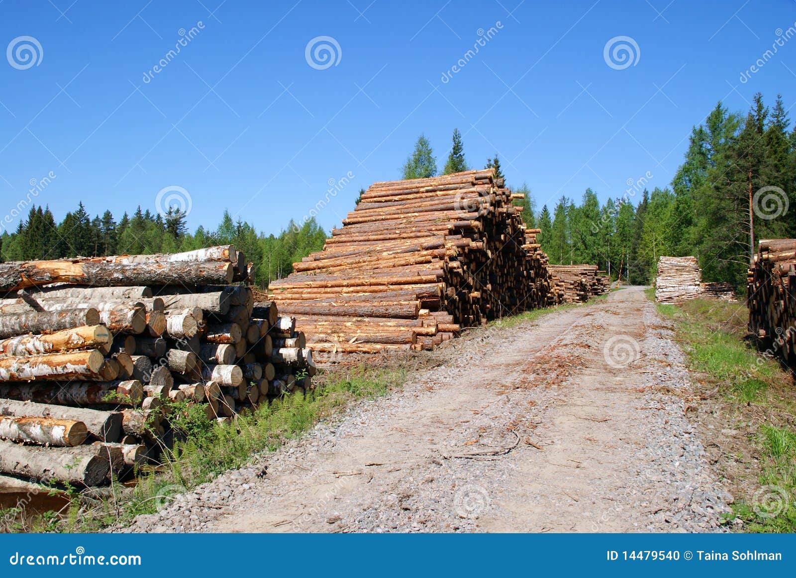 Timber Logs by Forest Road stock photo. Image of material - 14479540