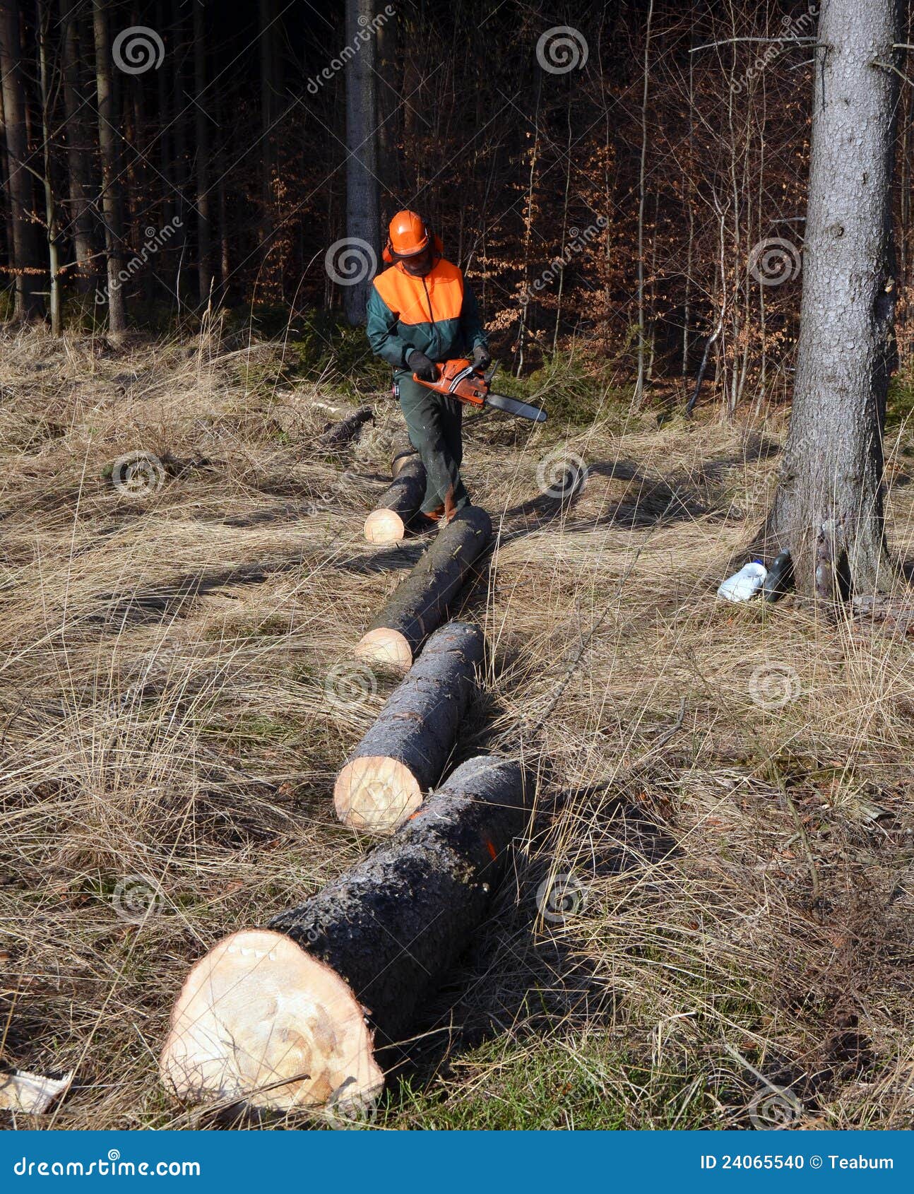 Timber Logs in Line, Lumberjack Stock Photo - Image of protection ...