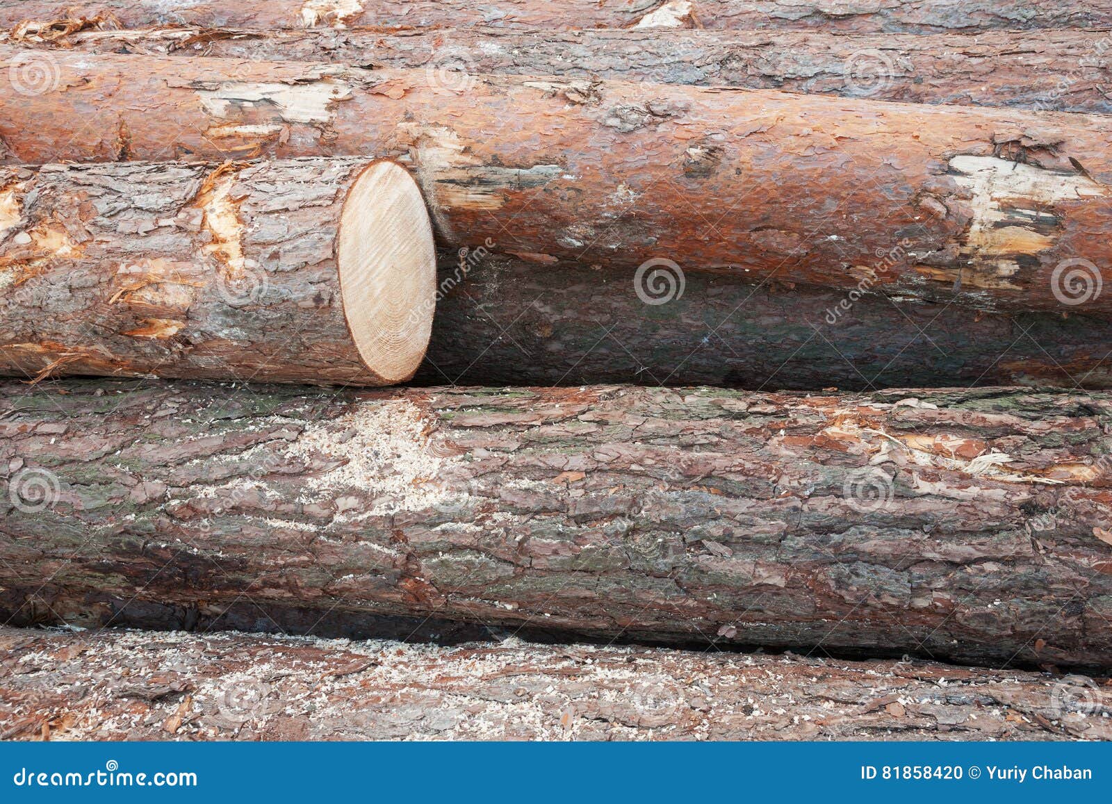 Timber logs texture stock photo. Image of tree, pine - 81858420