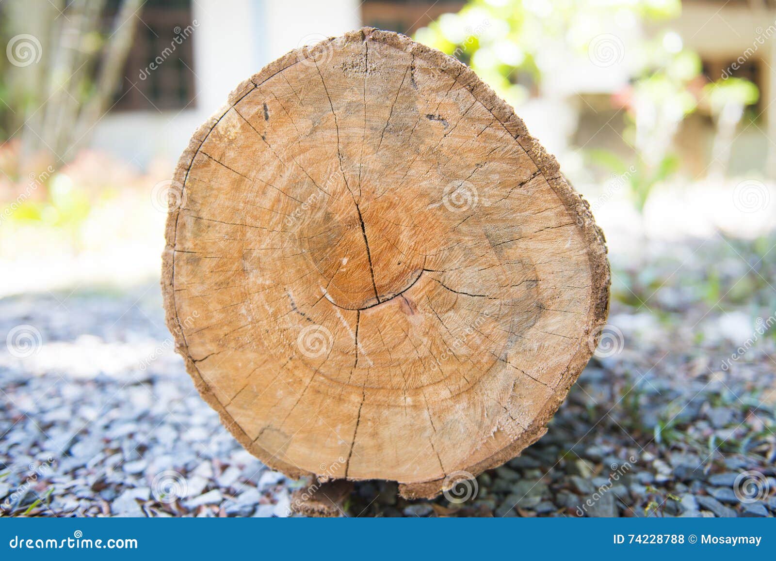 Timber lumber on ground stock photo. Image of structure - 74228788