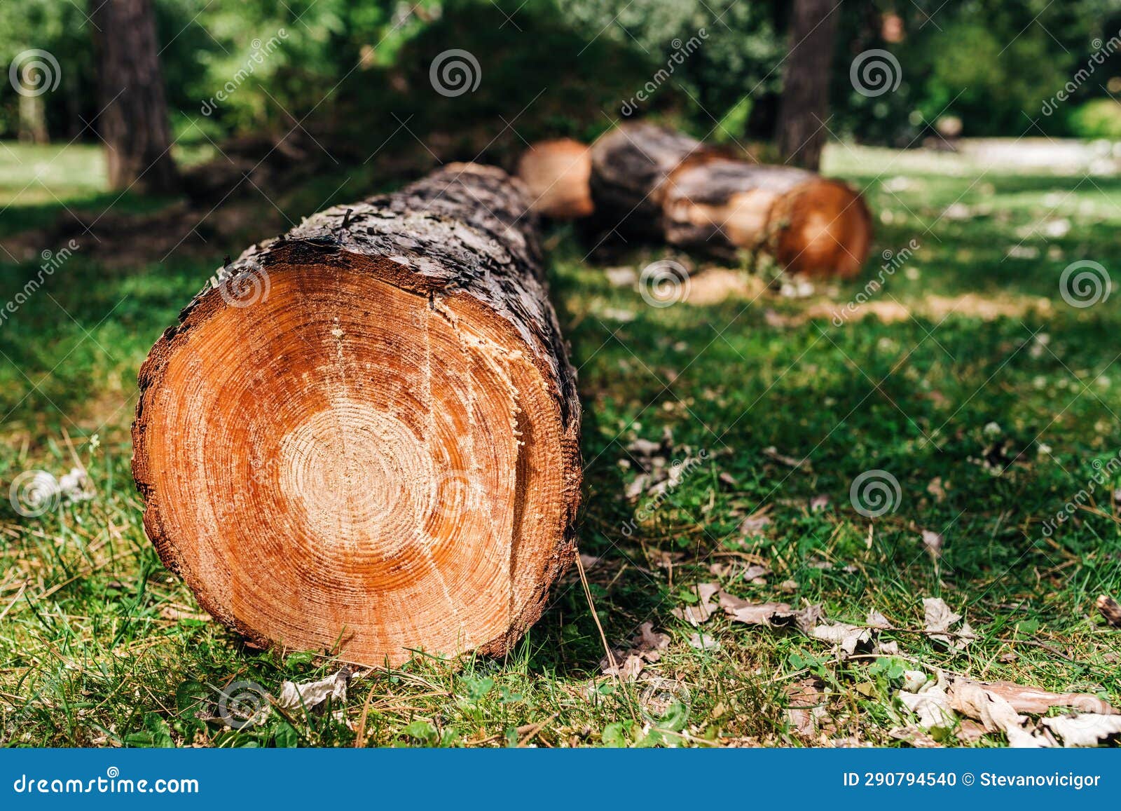 Timber in Park, Cut Down Pine Tree on the Ground Stock Photo - Image of ...