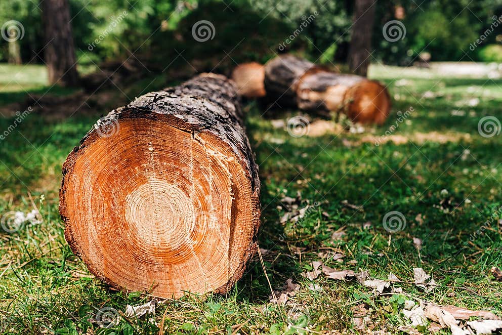 Timber in Park, Cut Down Pine Tree on the Ground Stock Photo - Image of ...