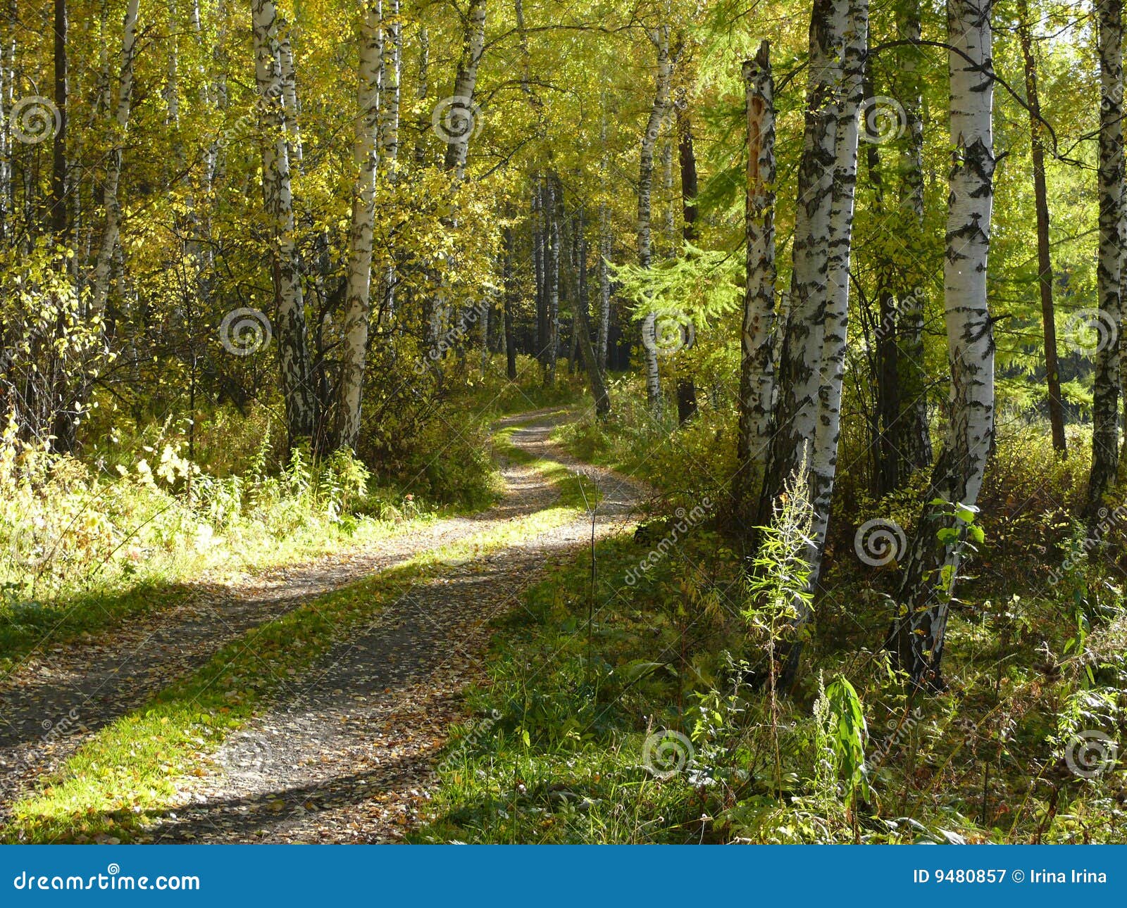 Timber path stock image. Image of tree, wood, autumn, light - 9480857