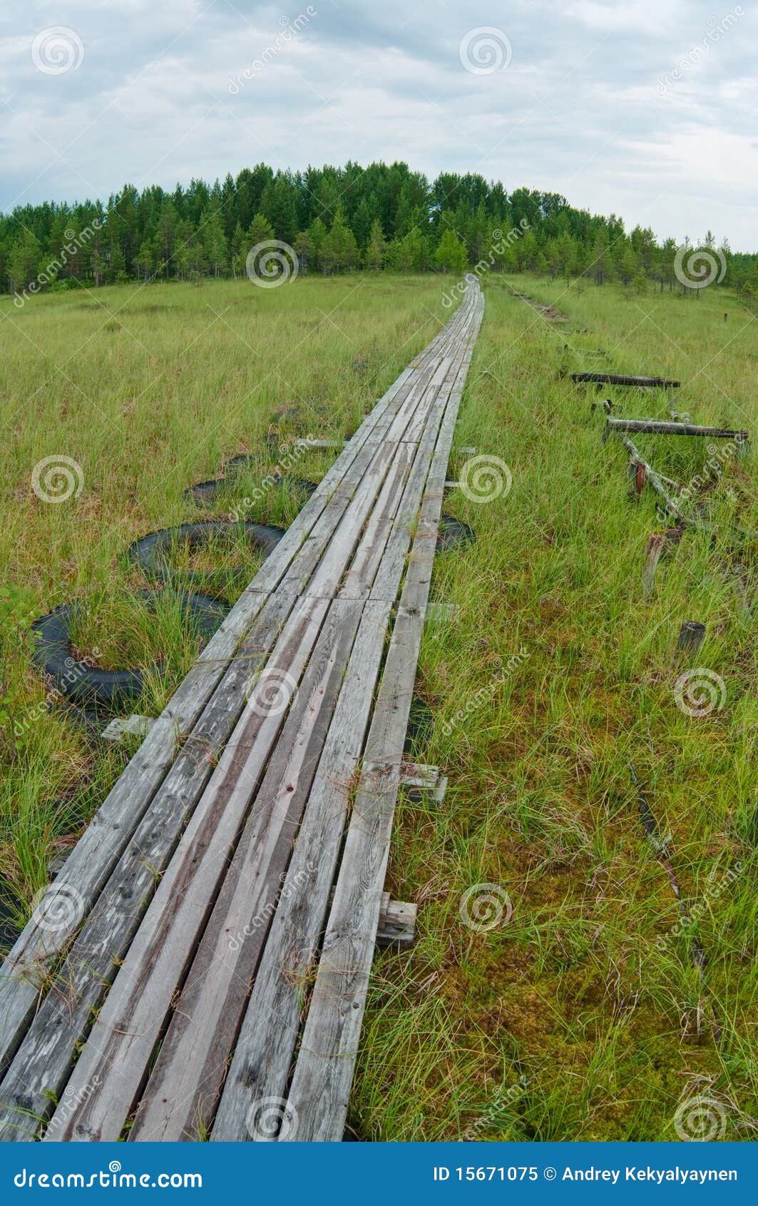Timber Path between Green Grass in Peat Bog Stock Image - Image of ...