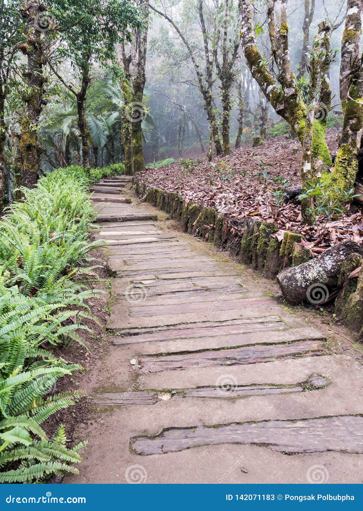 Timber Pathway Along the Hill Stock Image - Image of forest, garden ...