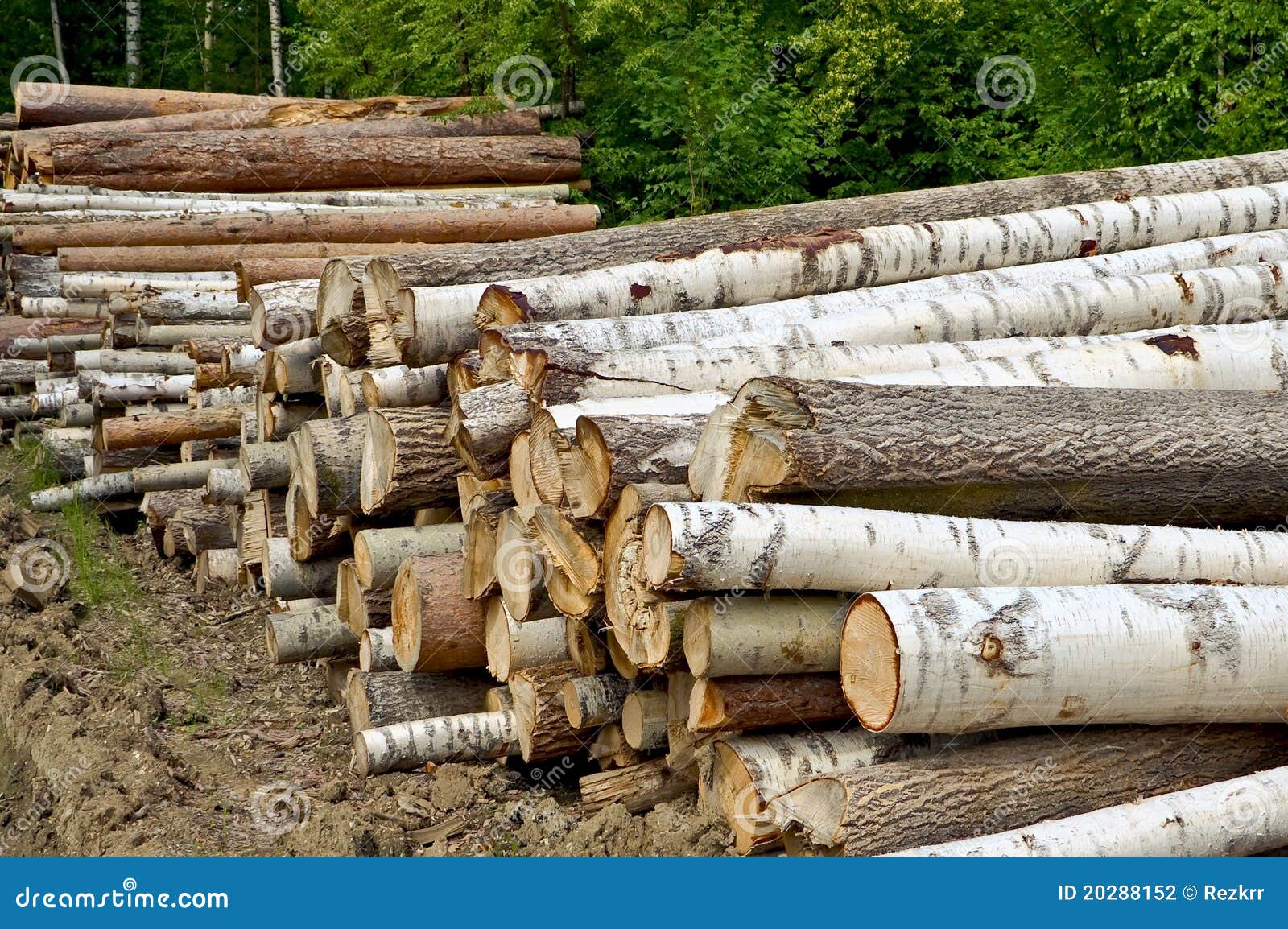 Timber pile stock photo. Image of environment, concept - 20288152