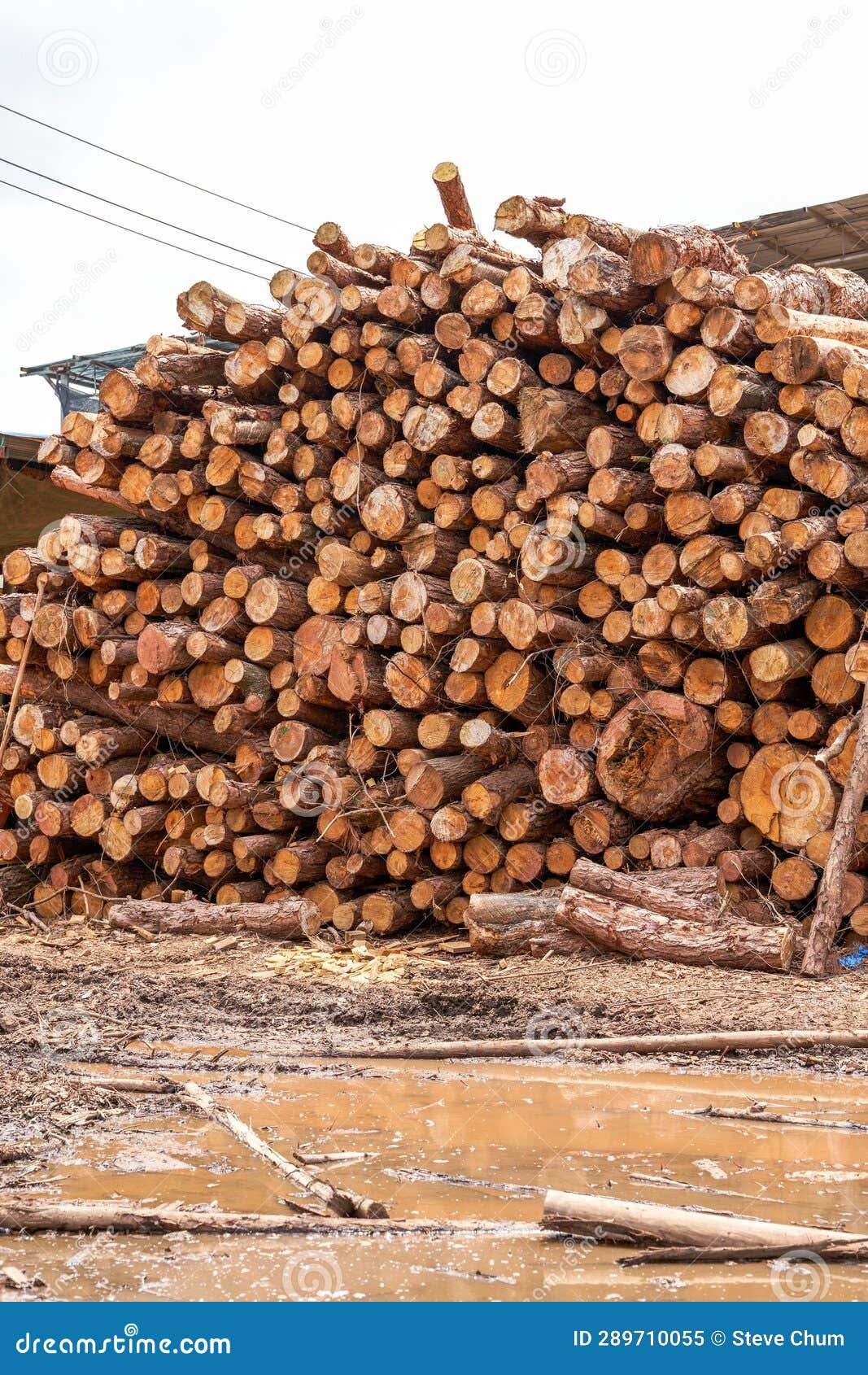 Timber Piled in a Lumber Yard, Dry Wood Material Stock Image - Image of ...