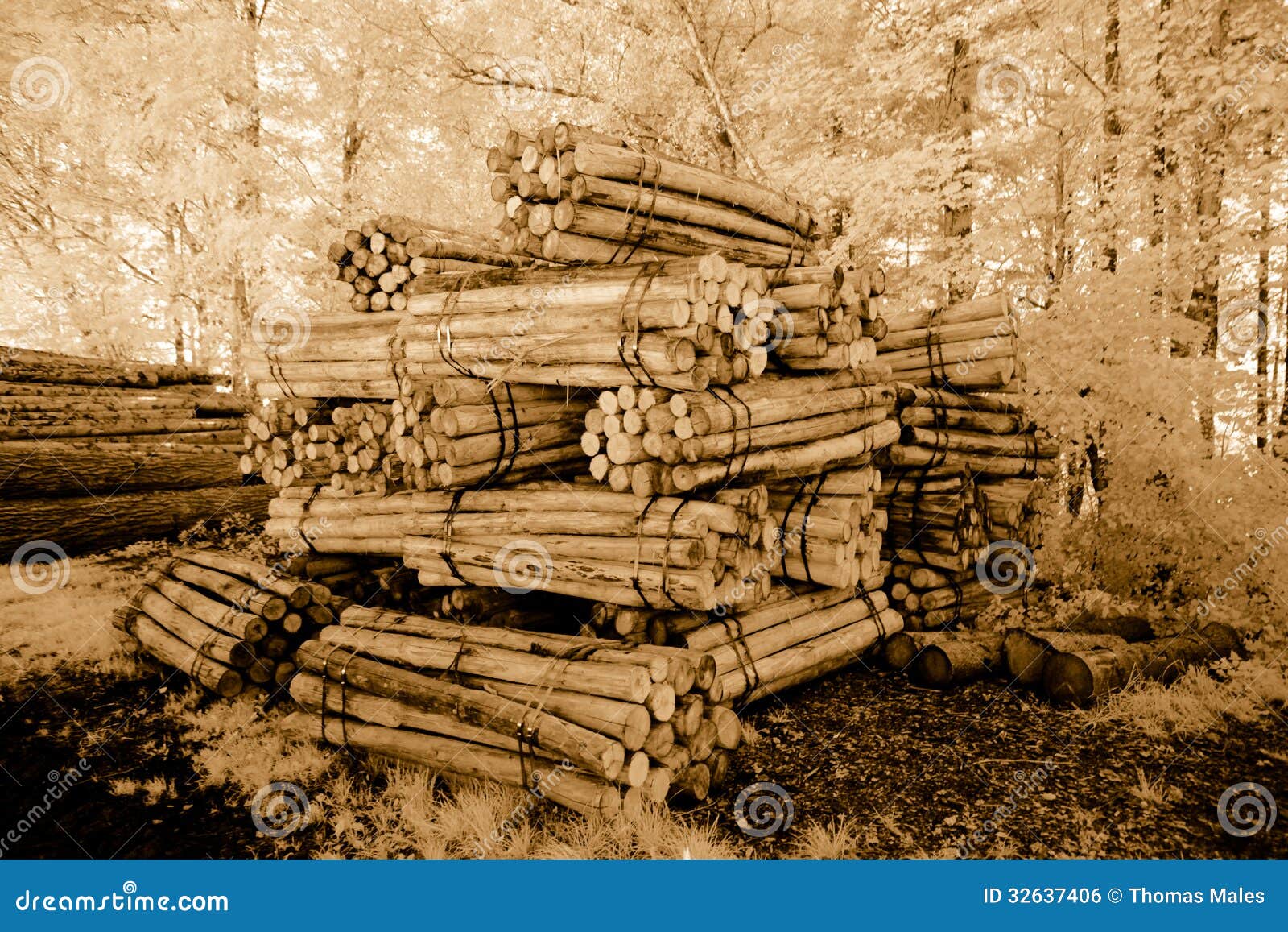 Timber piles stock photo. Image of grading, contractor - 32637406