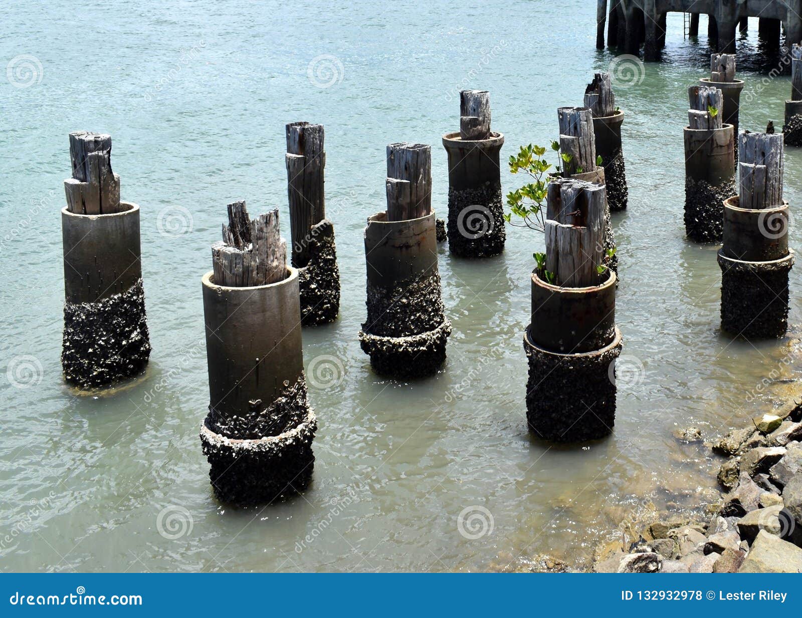 Timber Piles Remains Which Previously Supported a Jetty Stock Photo ...