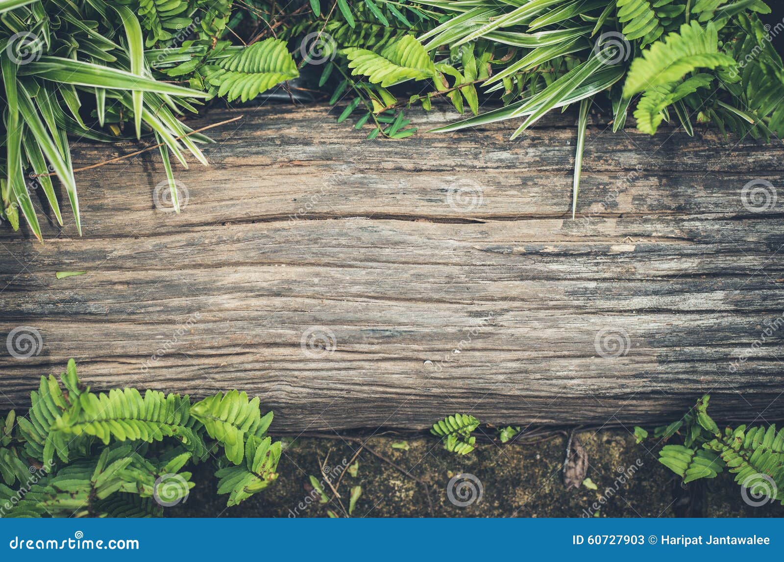 Timber Placed on the Ground with Leaves Around it. Stock Image - Image ...
