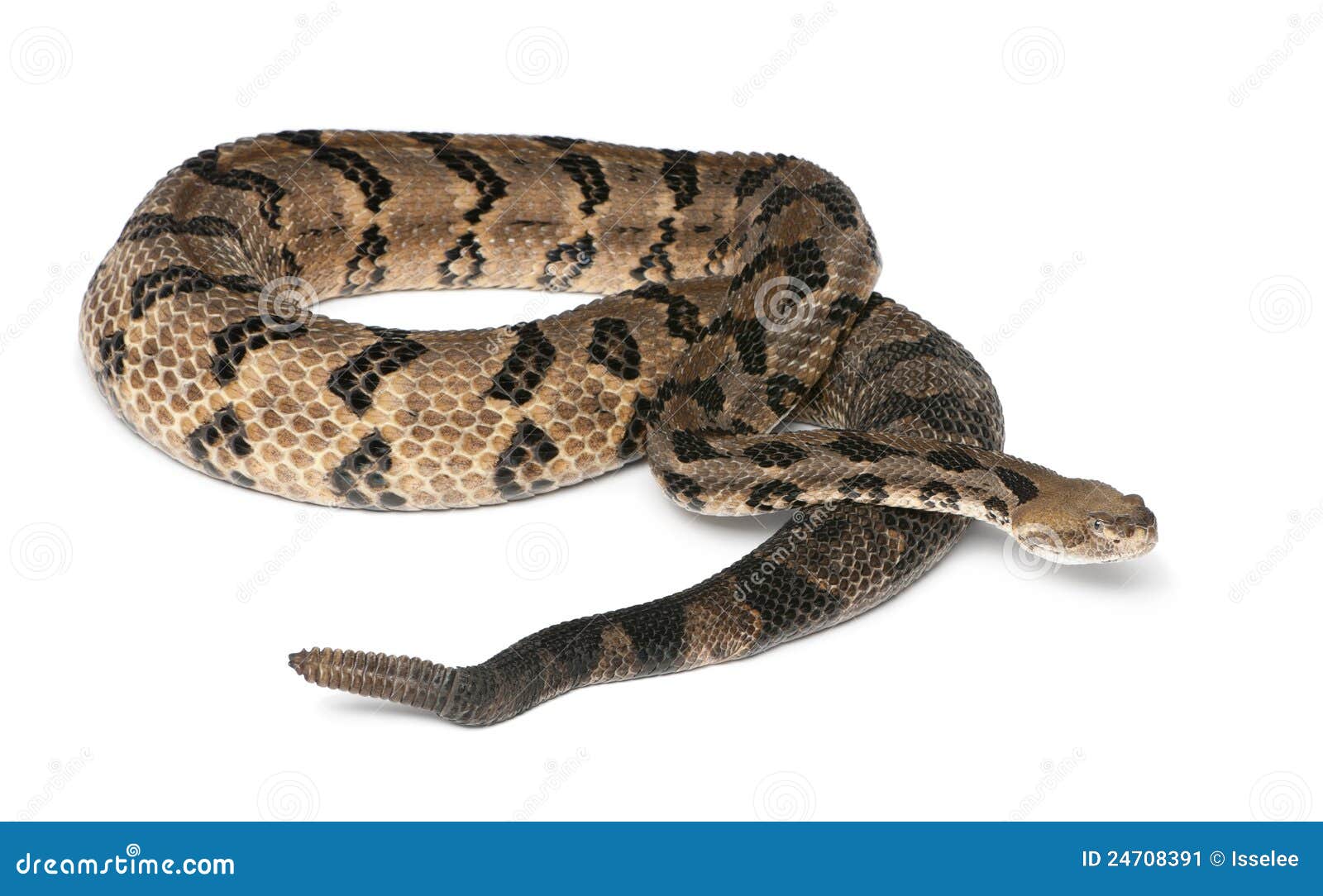 Timber Rattlesnake, Crotalus Horridus Royalty-Free Stock Image ...