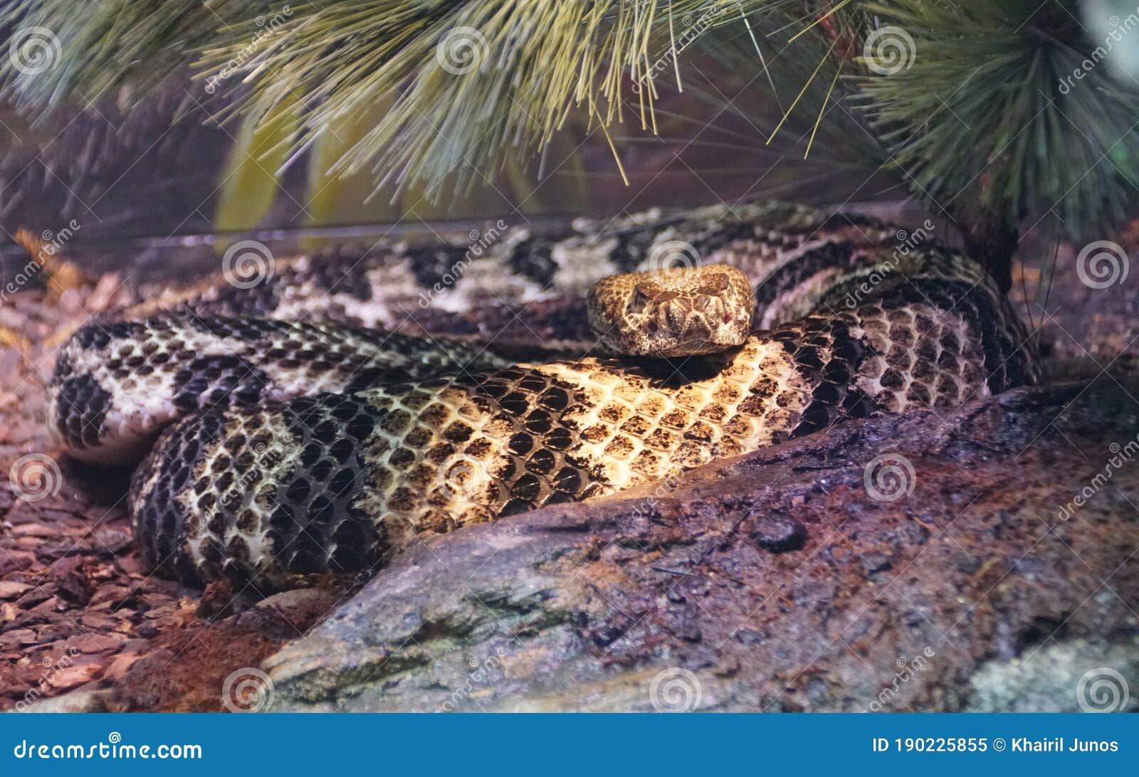 A timber rattlesnake stock image. Image of poisonous - 190225855