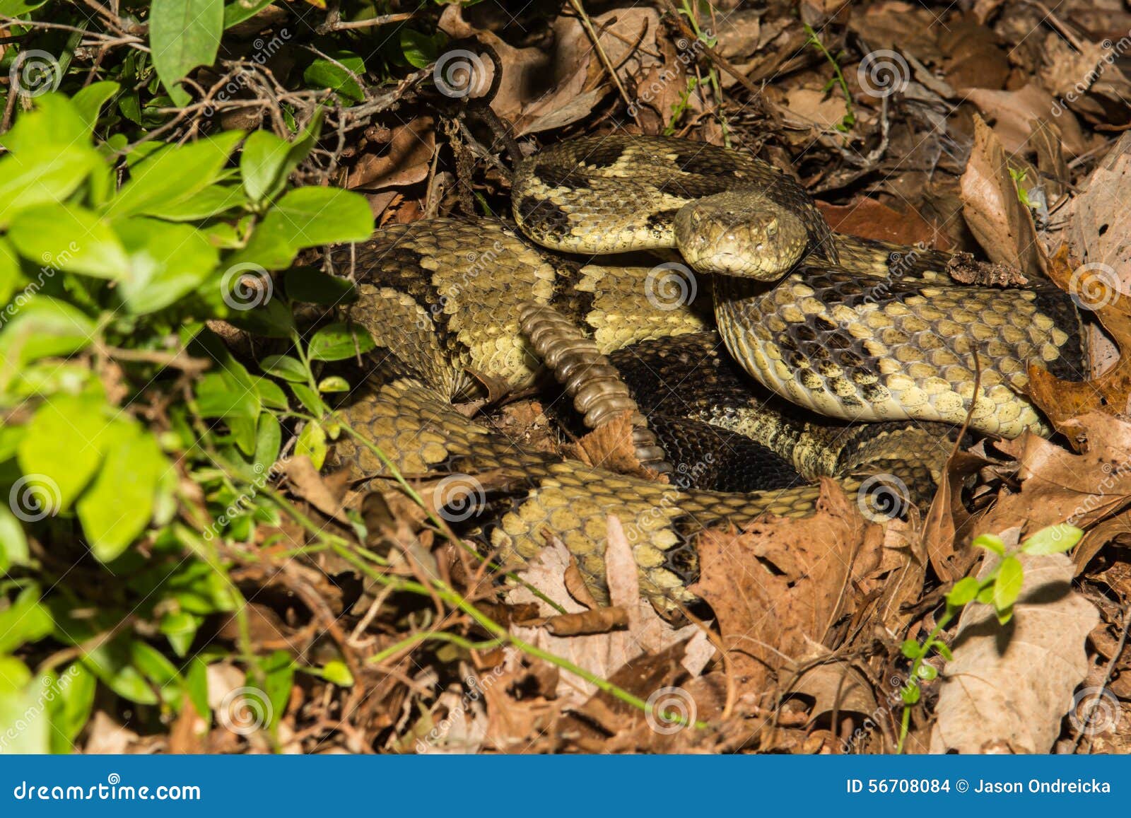 Timber Rattlesnake stock photo. Image of fauna, incredible - 56708084