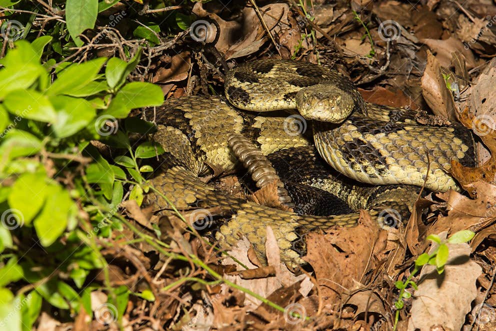 Timber Rattlesnake stock photo. Image of fauna, incredible - 56708084