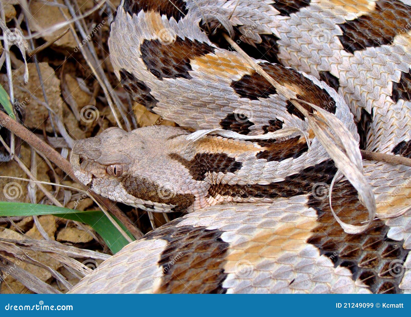 Timber Rattlesnake, Crotalus Horridus Stock Image - Image of nevada ...