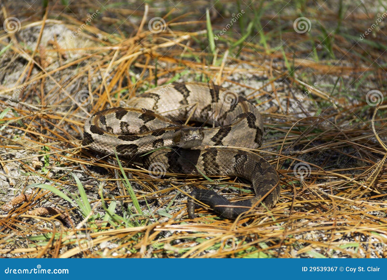 A Timber Rattlesnake Posed To Strike Stock Image - Image of predator ...