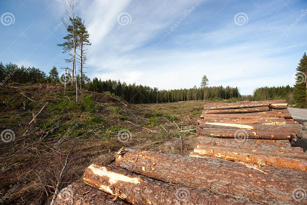 Timber resources stock image. Image of forest, natural - 19003903