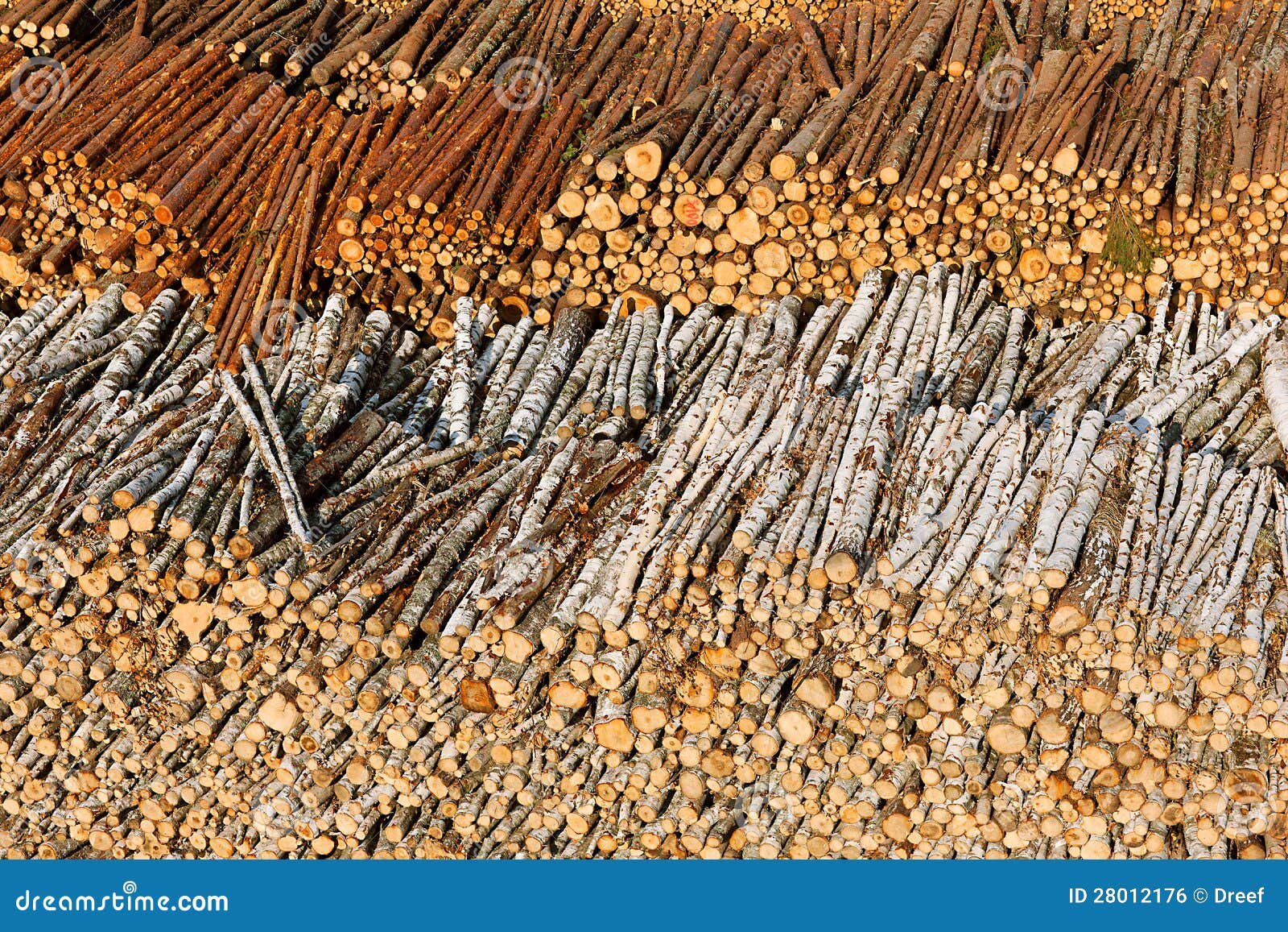 Timber resources stock photo. Image of pattern, forest - 28012176