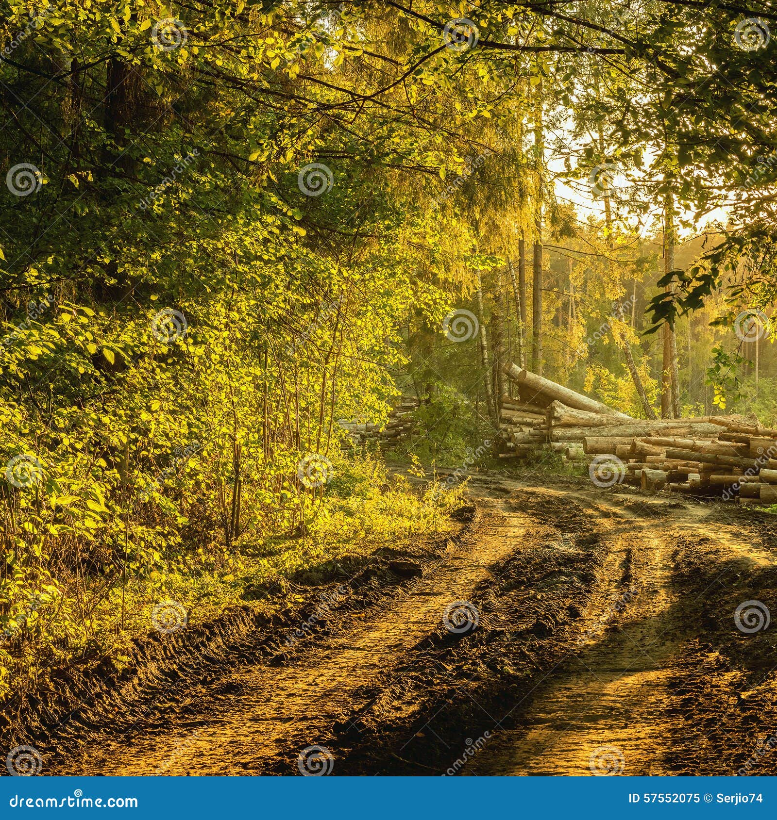 Timber by the Road in the Forest. Stock Image - Image of green, forest ...