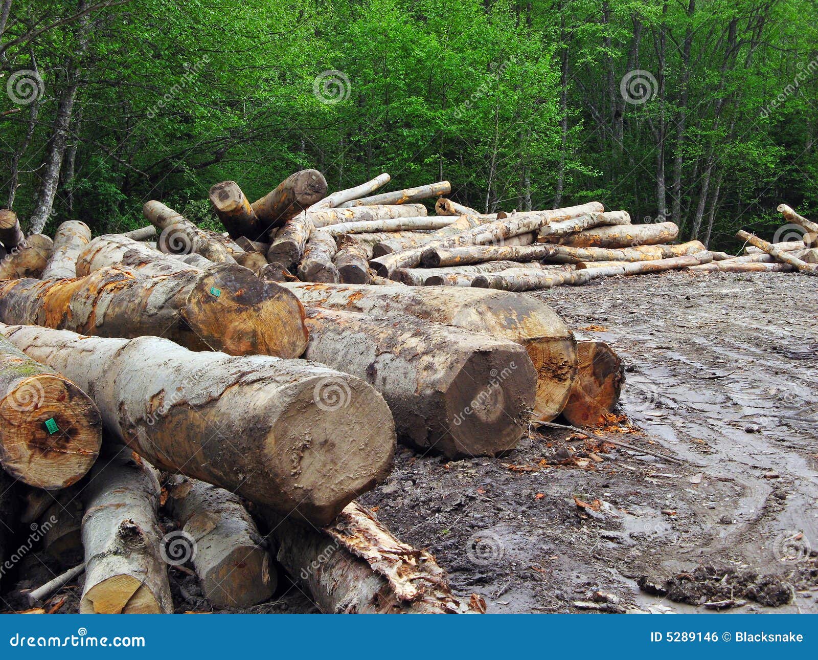 Timber saw cut from forest stock photo. Image of nature - 5289146