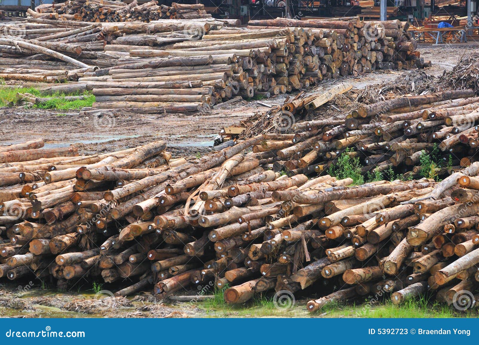 Timber Sawmill Series 1 stock image. Image of bucking - 5392723