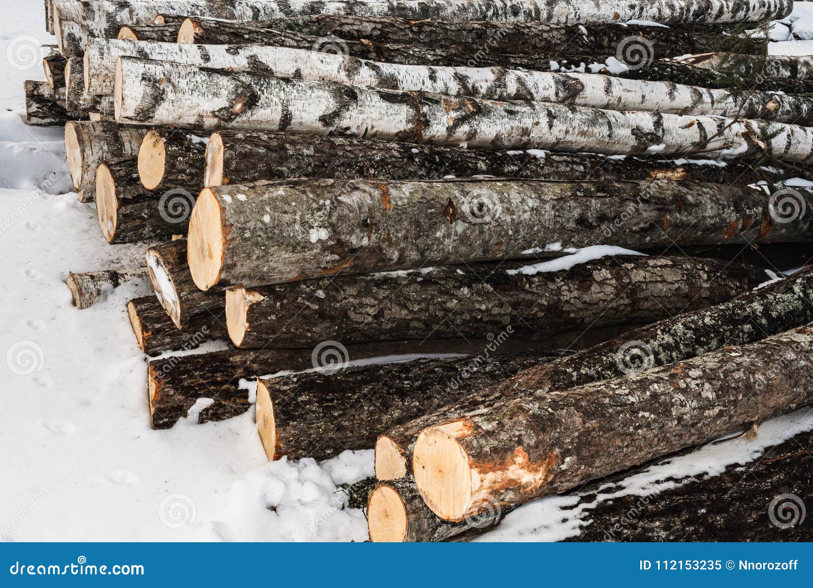 Timber, Sawn Trees of Birch and Poplar Stock Image - Image of cold ...
