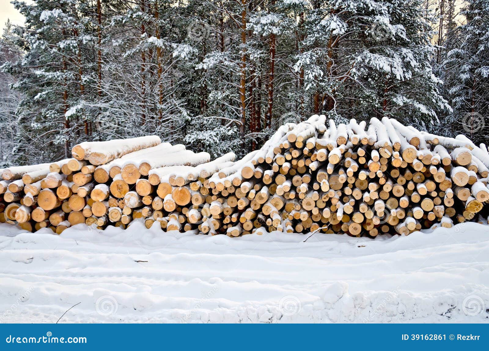 Timber on Snow in Winter Forest Stock Image - Image of nature, larch ...