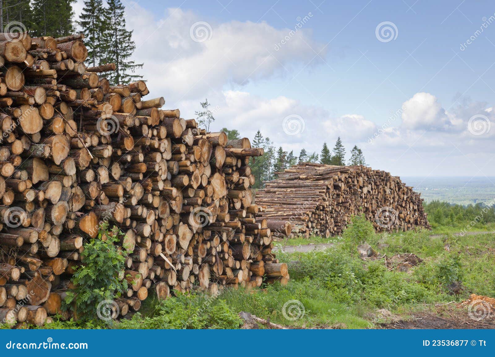 Timber Stack stock image. Image of landscape, forest - 23536877
