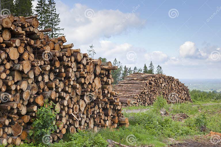 Timber Stack stock image. Image of landscape, forest - 23536877