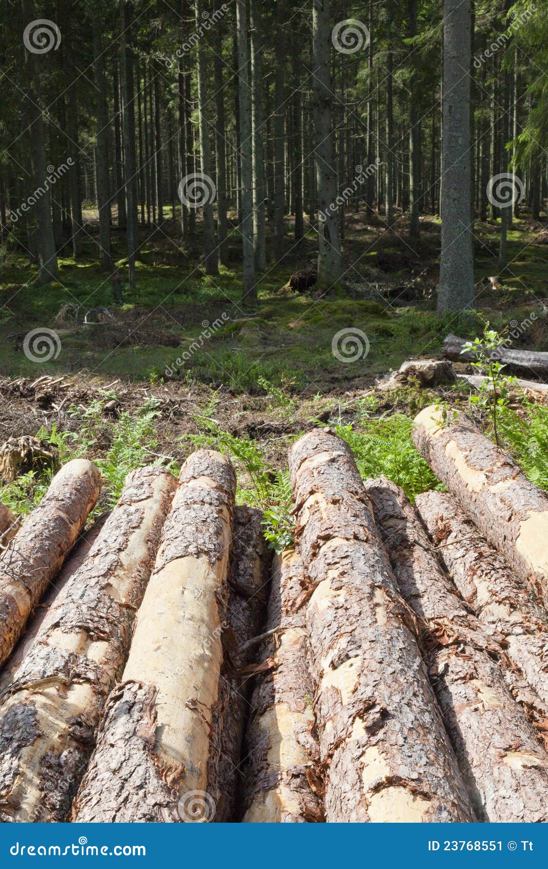 Timber Stack stock image. Image of scenic, landscape - 23768551