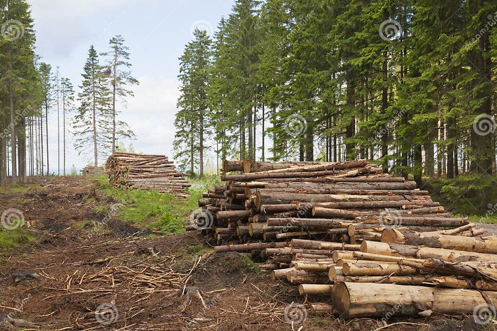 Timber Stack stock image. Image of clearcut, sweden, industry - 24155293