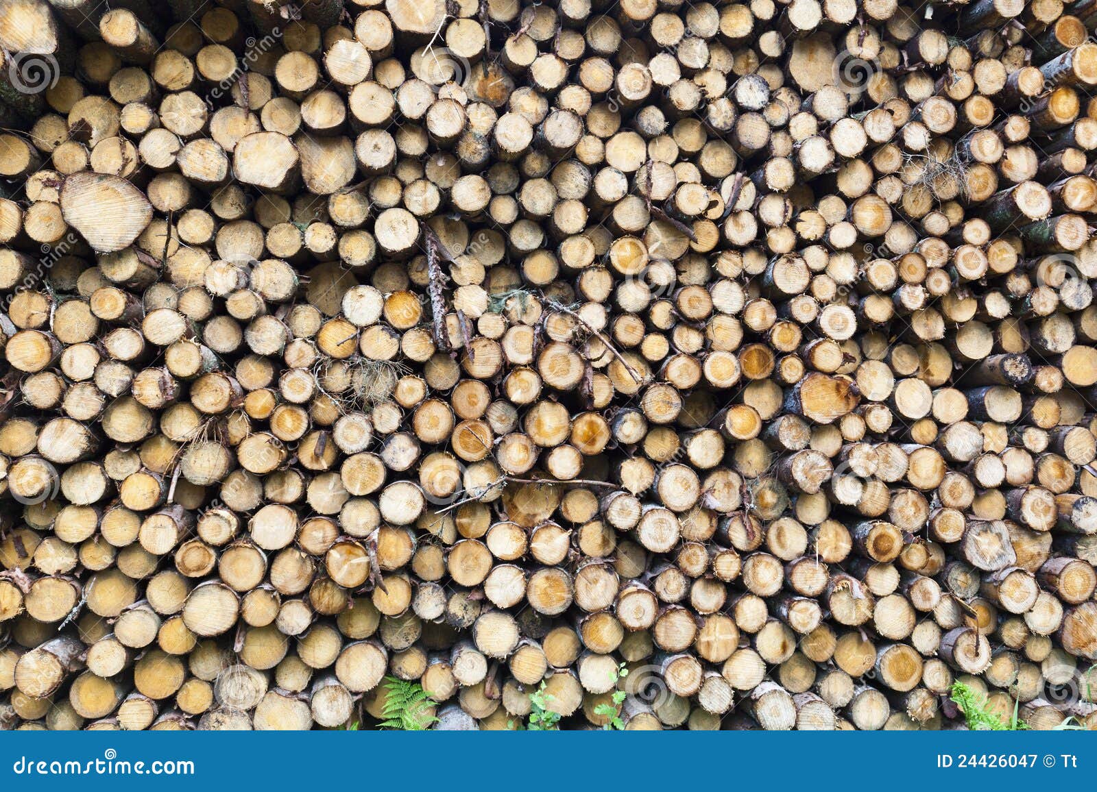Timber Stack stock image. Image of forestry, industry - 24426047