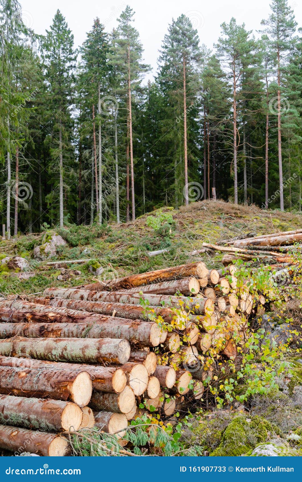 Timber Stack by a Clear Cut Forest Area in Fall Season Stock Image ...