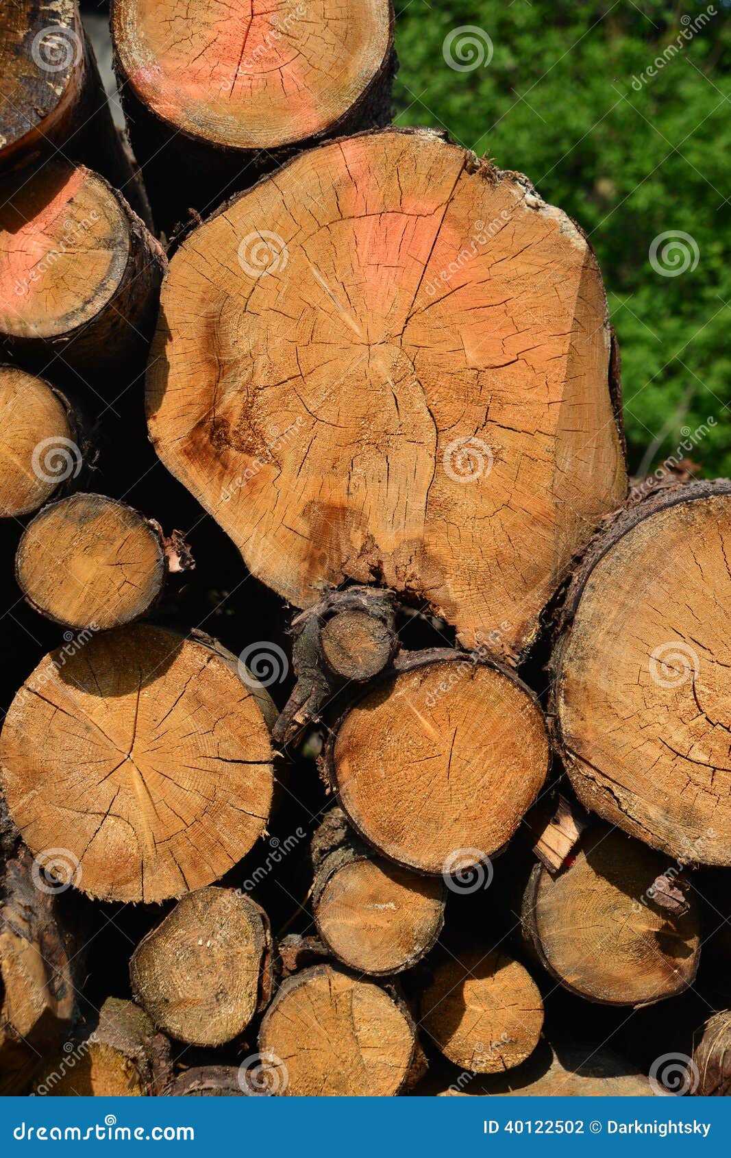 Timber stack stock photo. Image of trees, forest, pile - 40122502