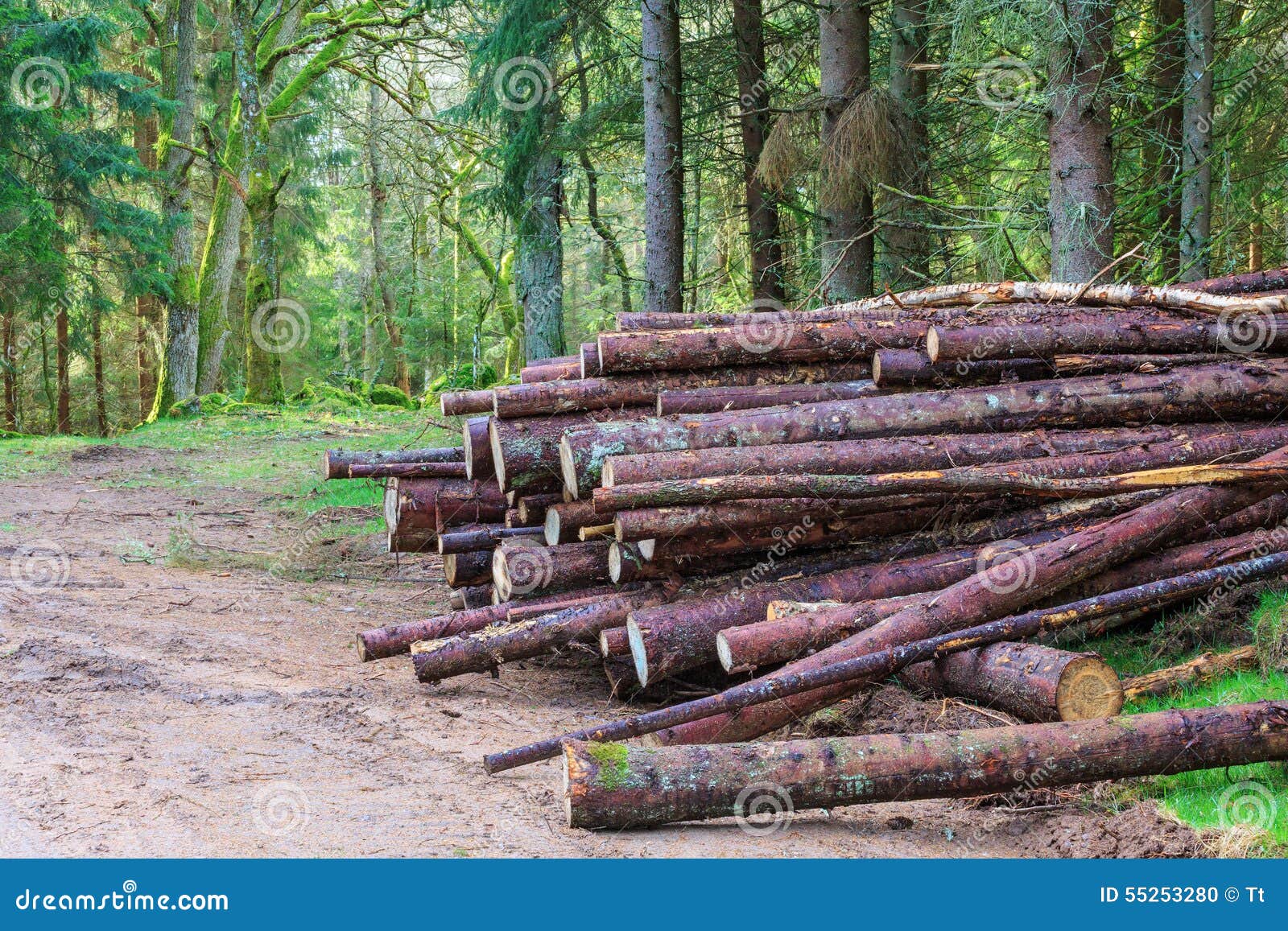 Timber stack in woods stock photo. Image of logging, logs - 55253280