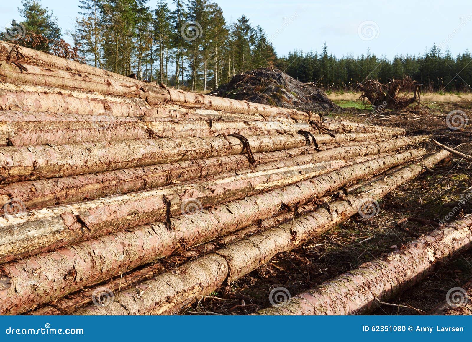 Timber Stacked in the Forest Stock Photo - Image of colorful, fall ...