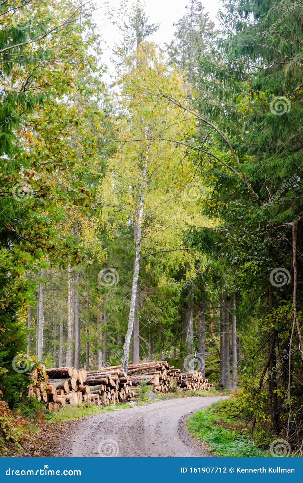 Timber Stacks by Roadside by Fall Season Stock Photo - Image of fall ...