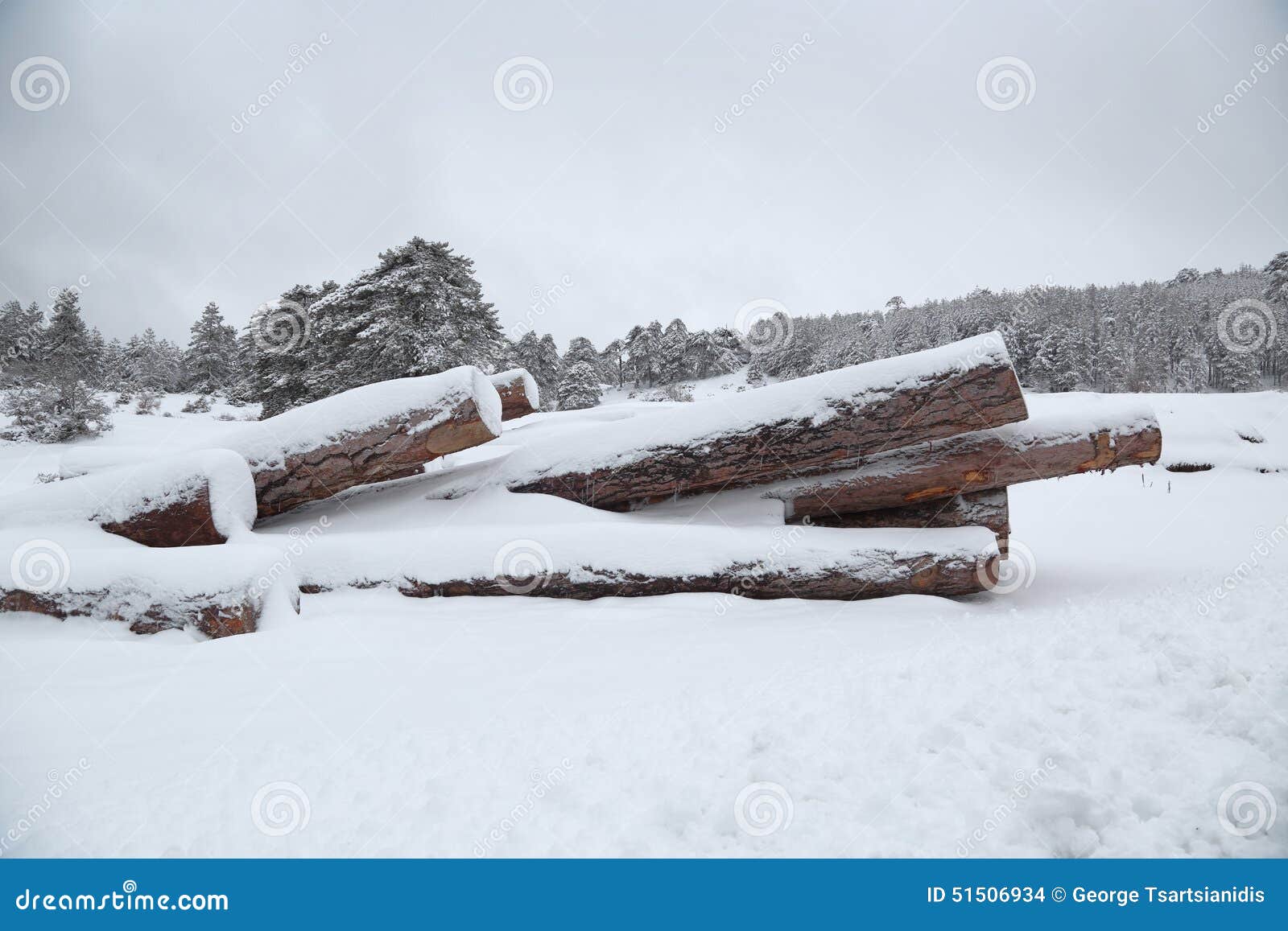 Timber Stacks in Snow with Forest Stock Photo - Image of background ...