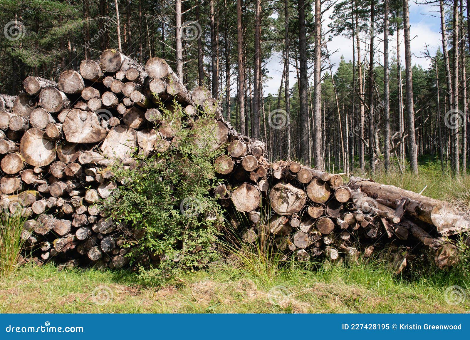 Timber Stacks in Forest in Scotland Stock Image - Image of pattern ...