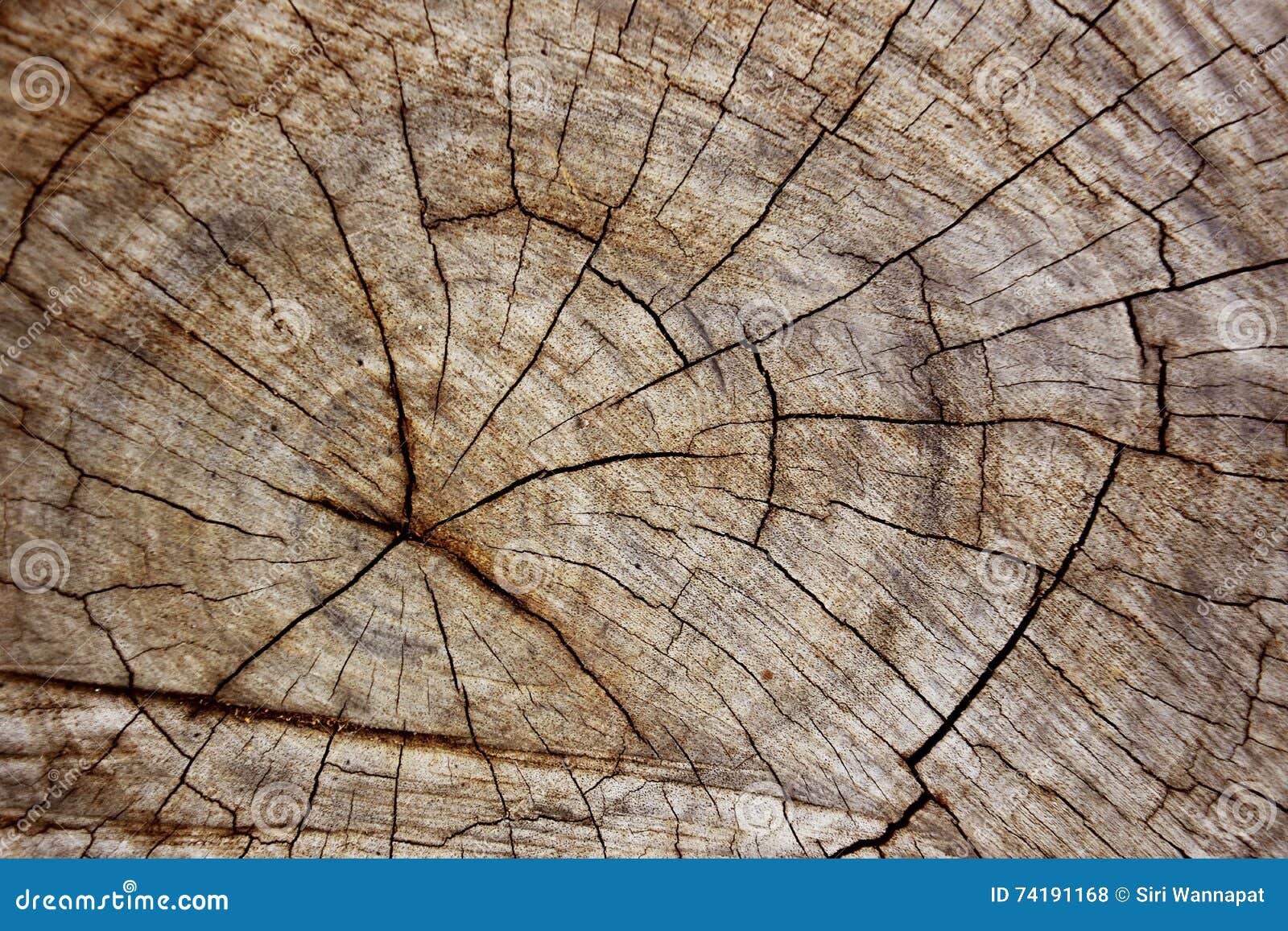 Timber Surface Texture Background Stock Photo - Image of blank, text ...