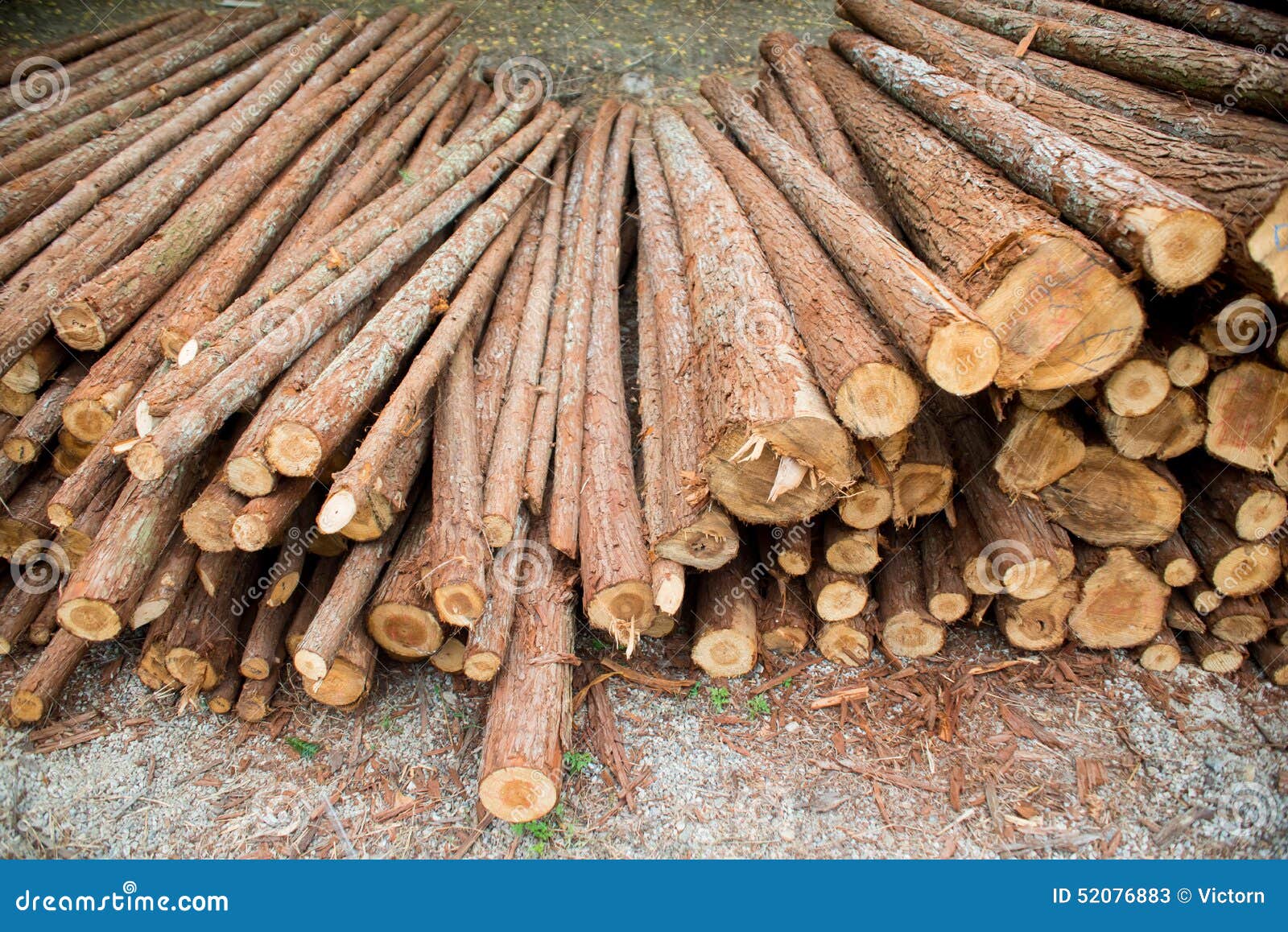 Timber texture stock image. Image of primary, storing - 52076883