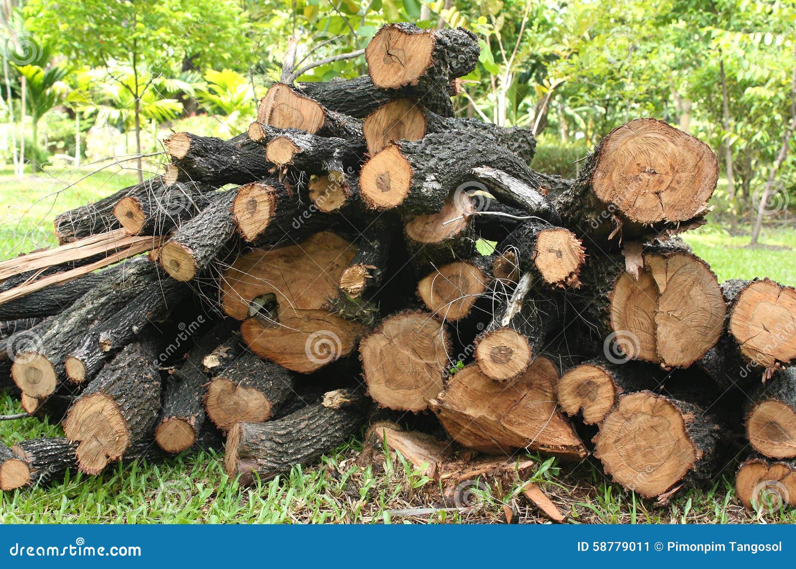 Timber texture stock image. Image of material, trunk - 58779011