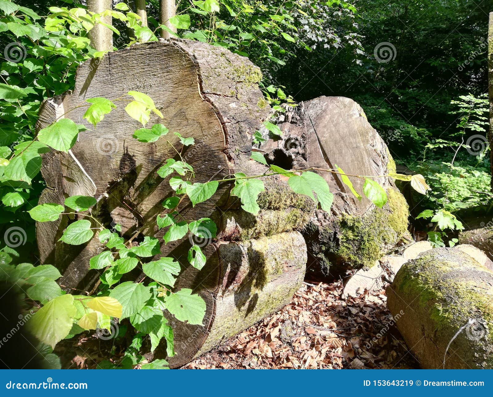 Timber stock image. Image of timber, wood, tree, leaves - 153643219