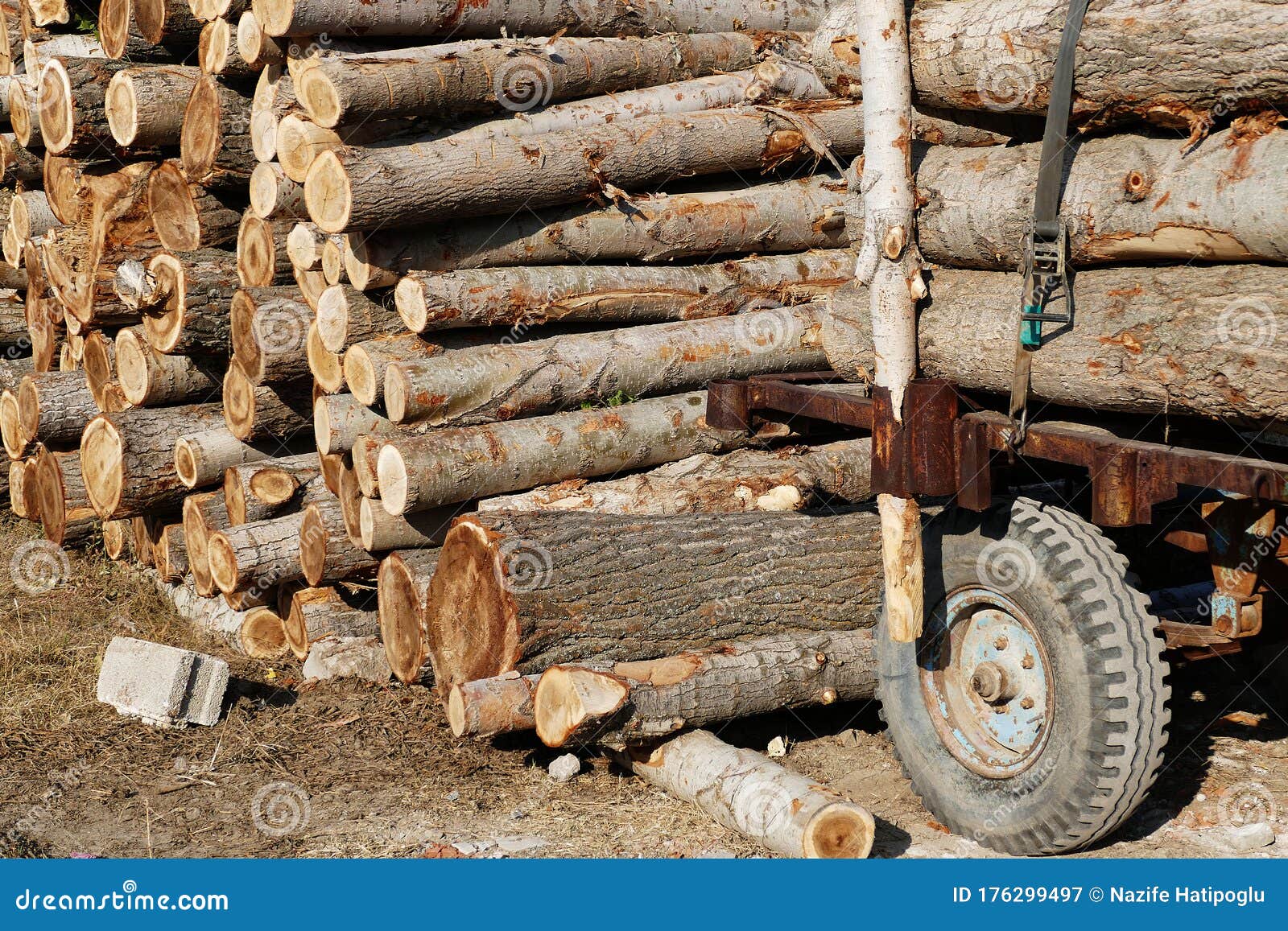 Timber Trade, Cut Trees Stand in Rows, Large Timber Trees on Trailer ...